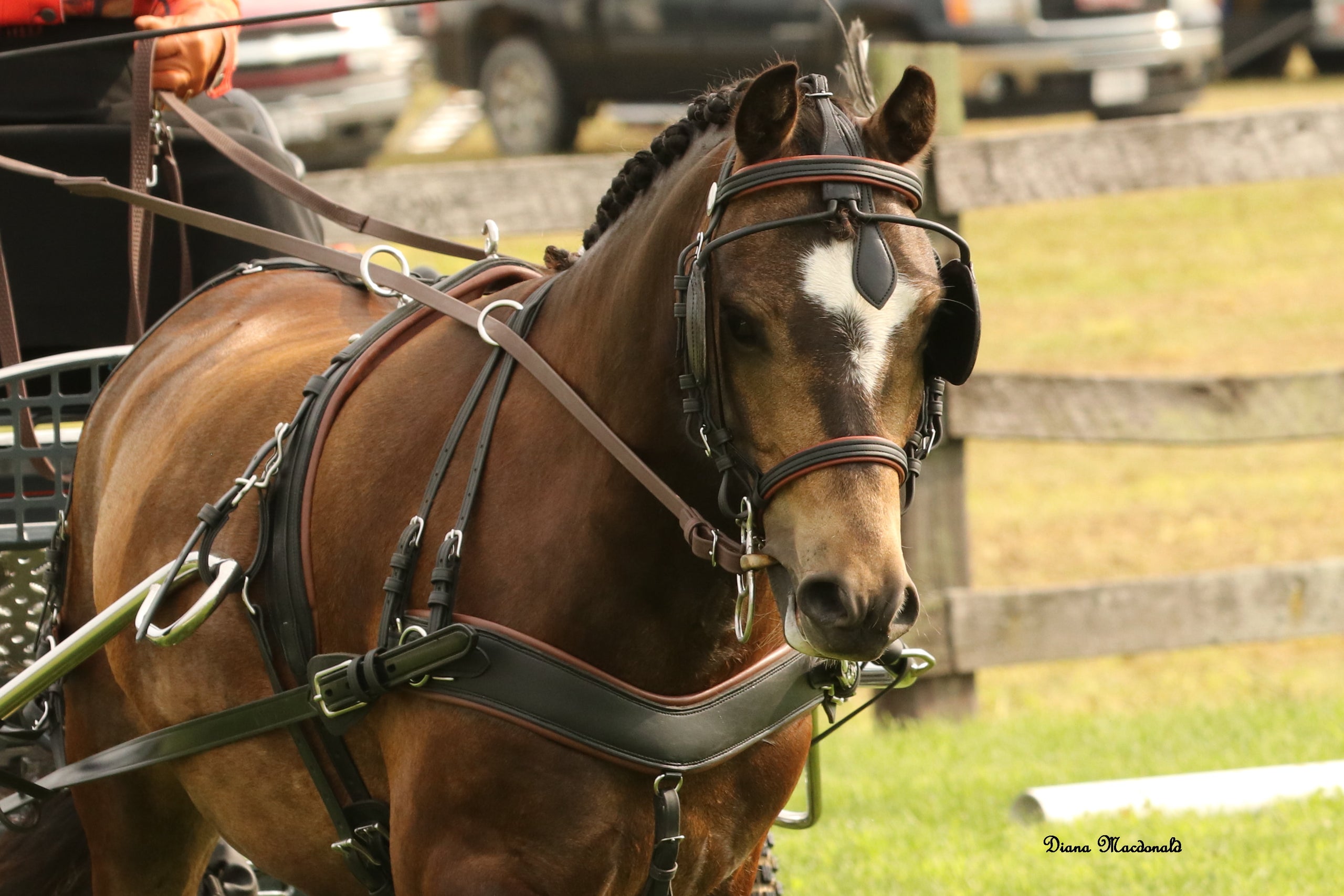 Yonies Two Tone Medium Pony Harness | Aldercroft